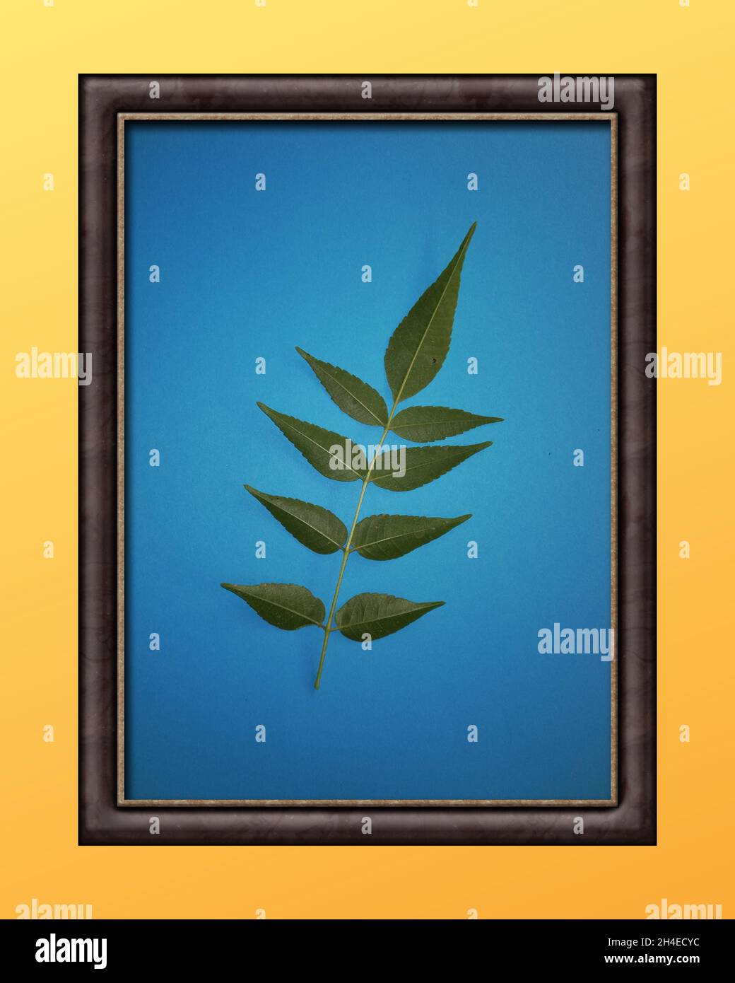 leaf collection with photo frame, frame background Stock Photo - Alamy