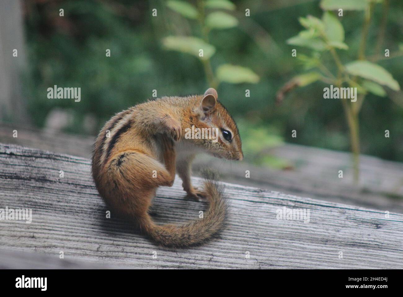 Cute Eastern chipmunk scratching while sitting on a wooden porch ...