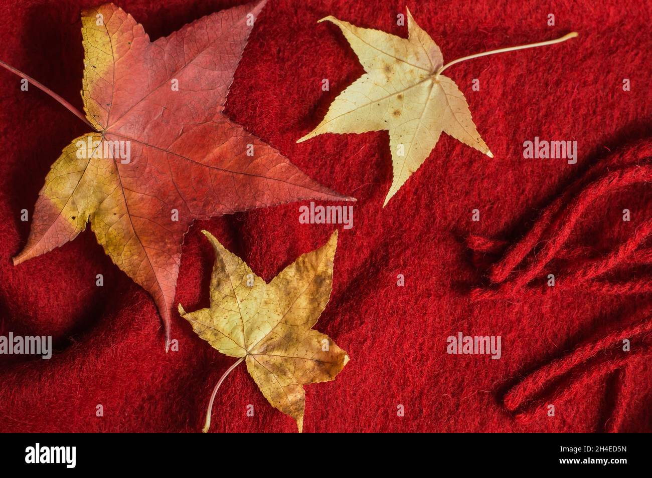 Top view red maple tree hi-res stock photography and images - Alamy