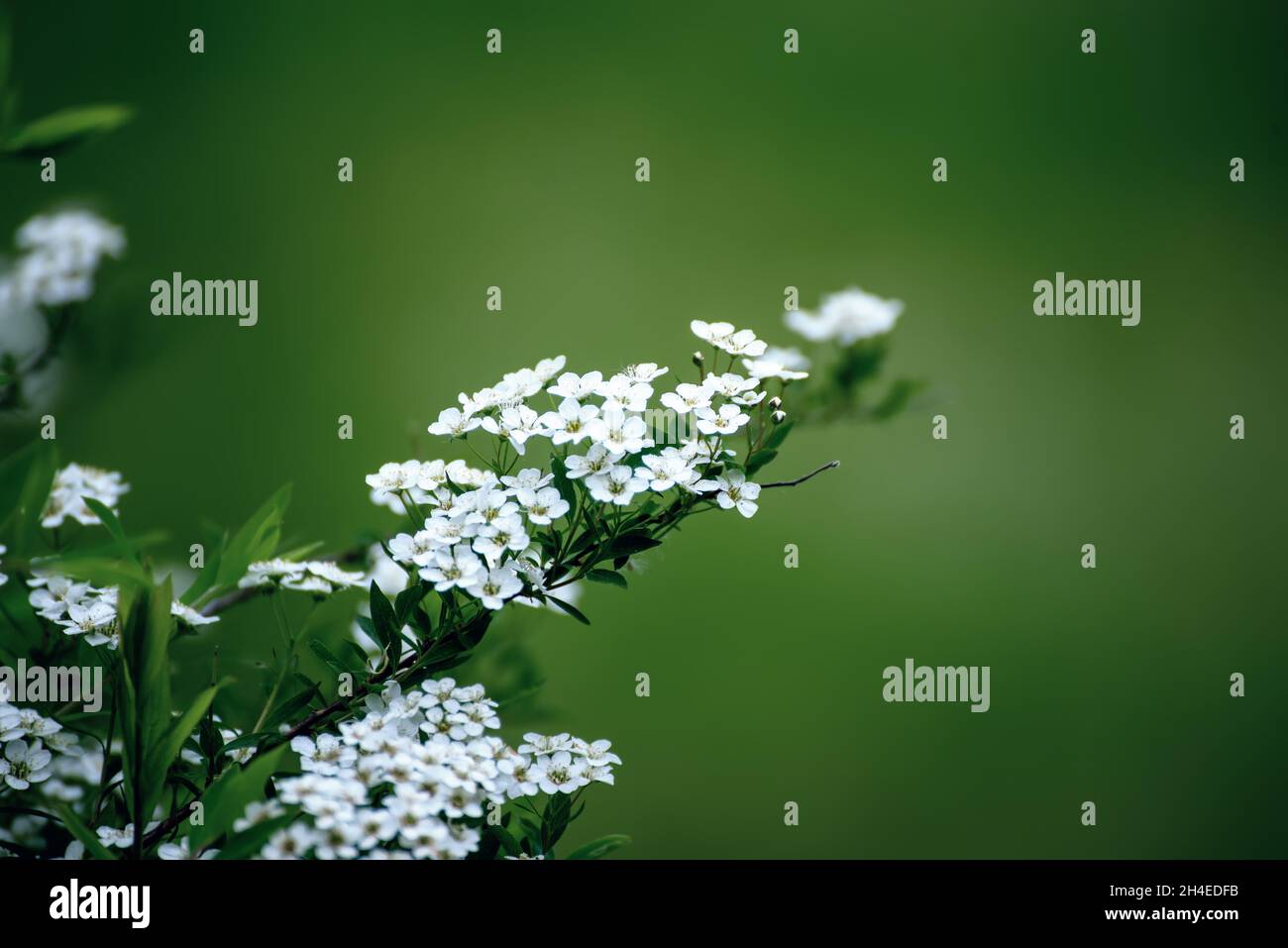 Spring white flowers Stock Photo - Alamy