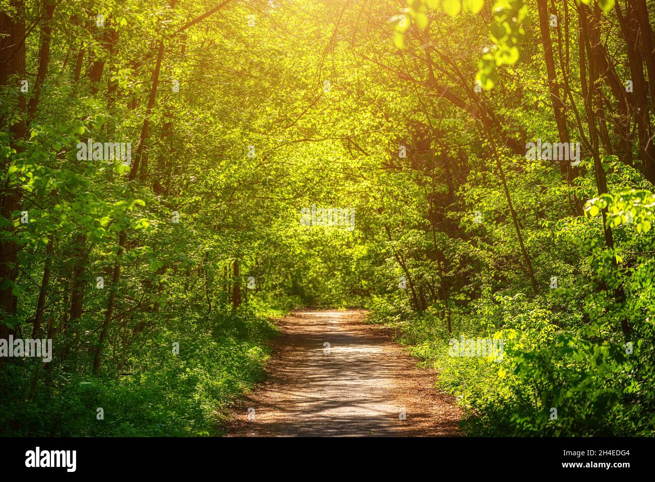 Summer green forest Stock Photo - Alamy
