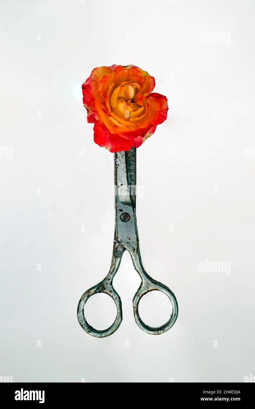 Scissors To Cut Roses at Eldon Berthold blog