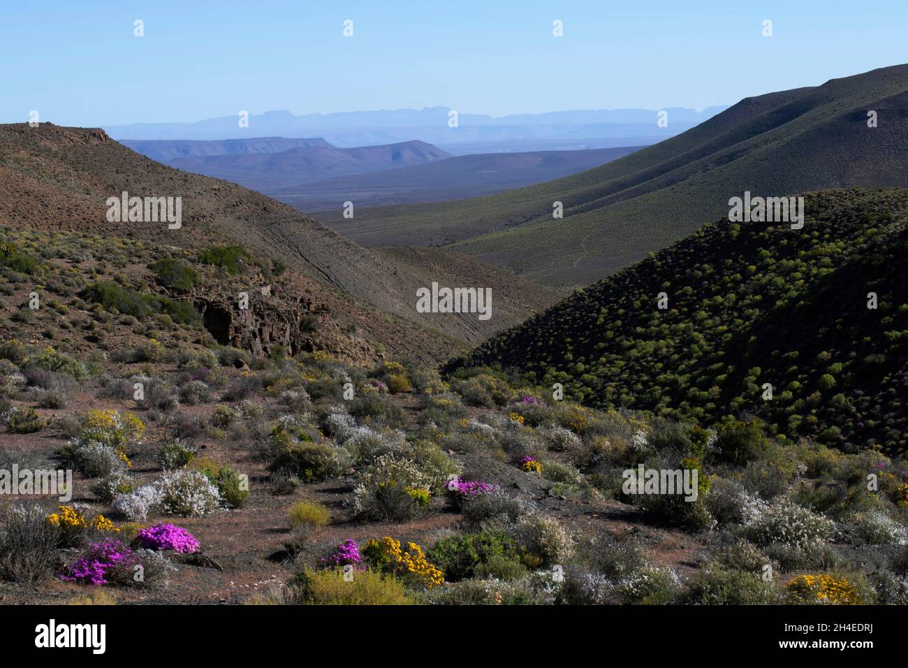 Wildflowers, Bloukrans Pass near Calvinia, Northern Cape Stock Photo ...