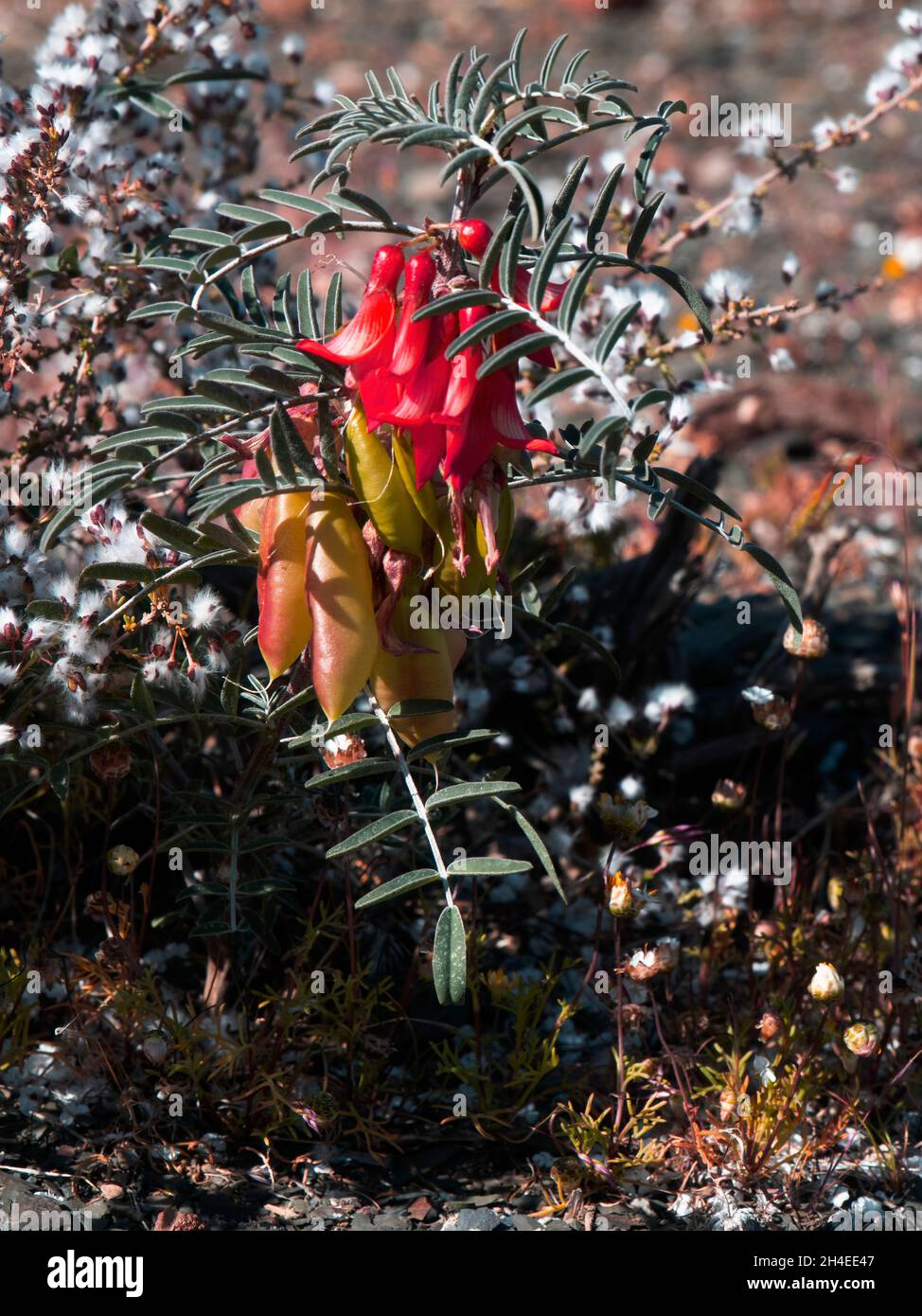 Kankerbos, Bloukrans Pass Stock Photo - Alamy