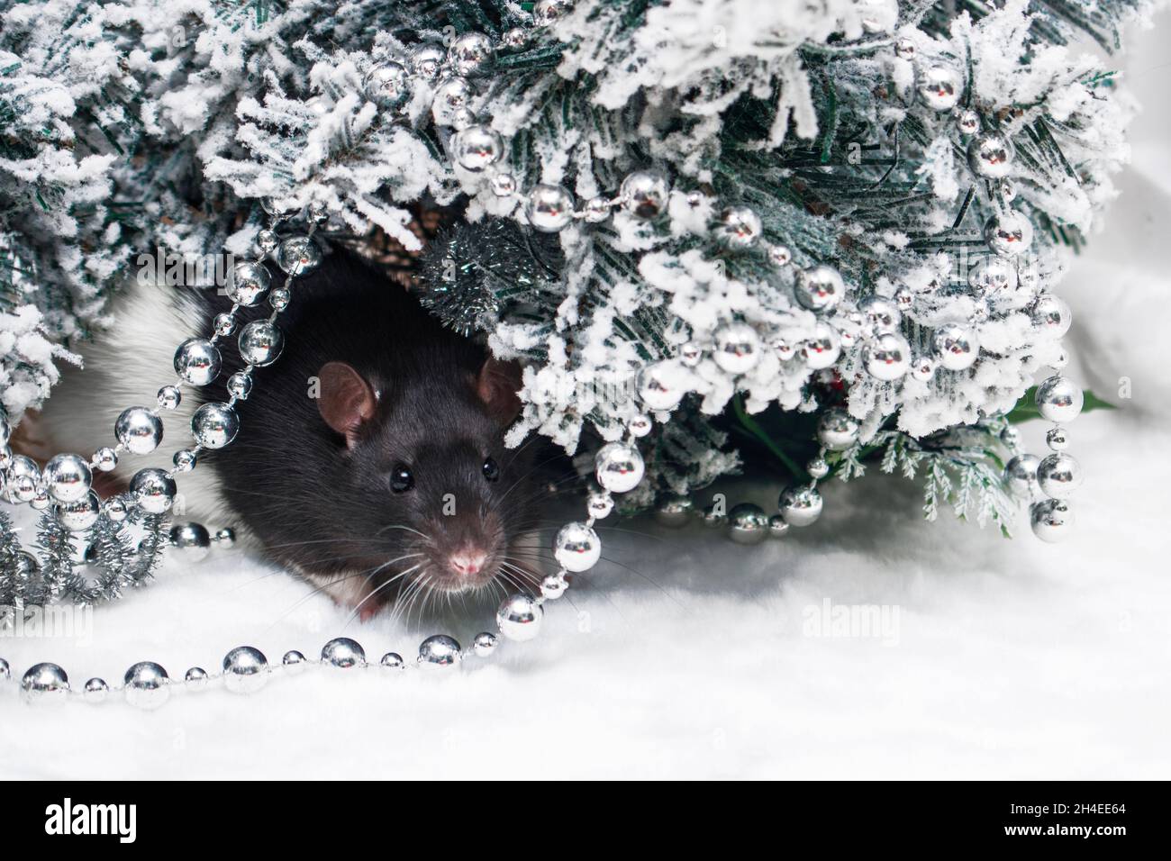 White mouse looking at camera hi-res stock photography and images - Alamy