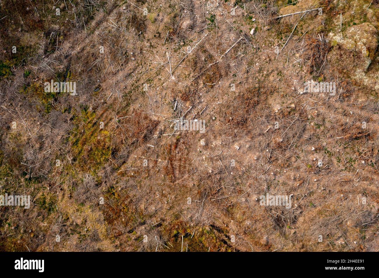 Damaged nature at a deforestation area Stock Photo - Alamy