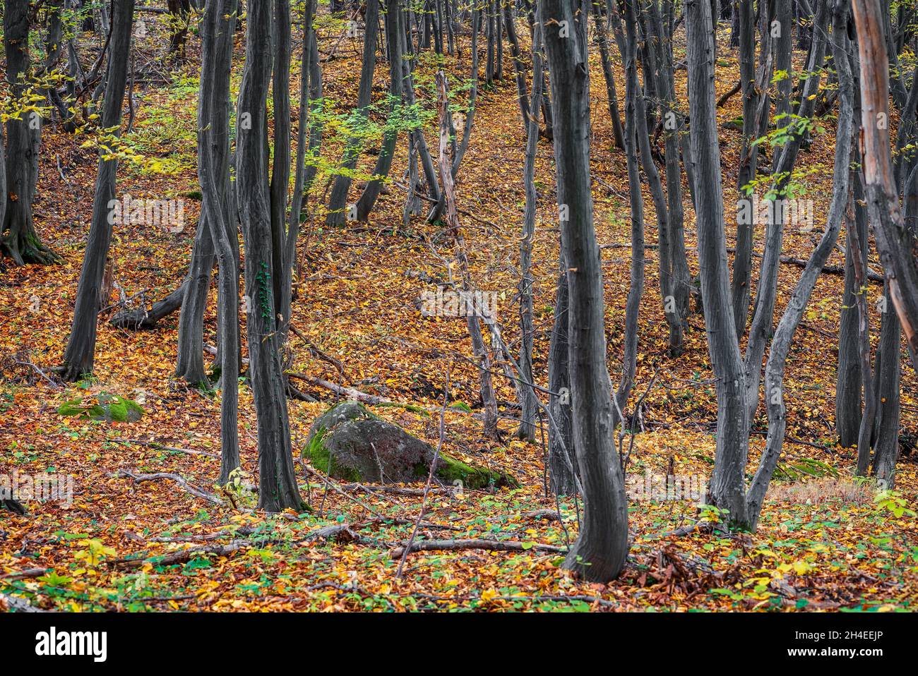 Early fall photo of forest, small rock surrounded with autumn leaves in ...