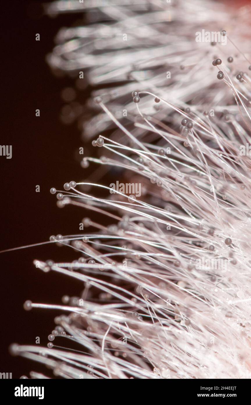 Macro shot of a moldy rotten bell pepper with fungus growing on its ...