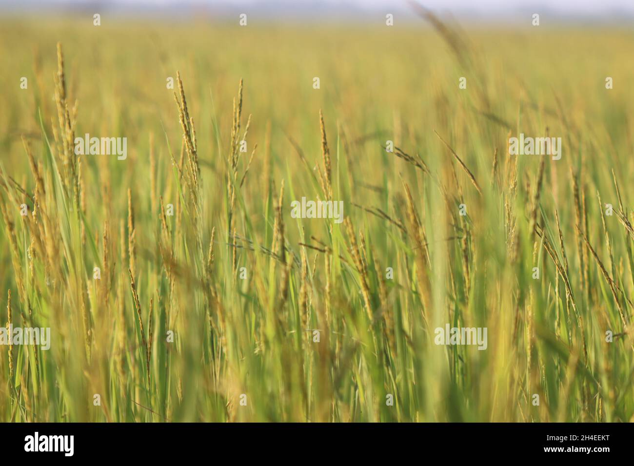 Pady hi-res stock photography and images - Alamy