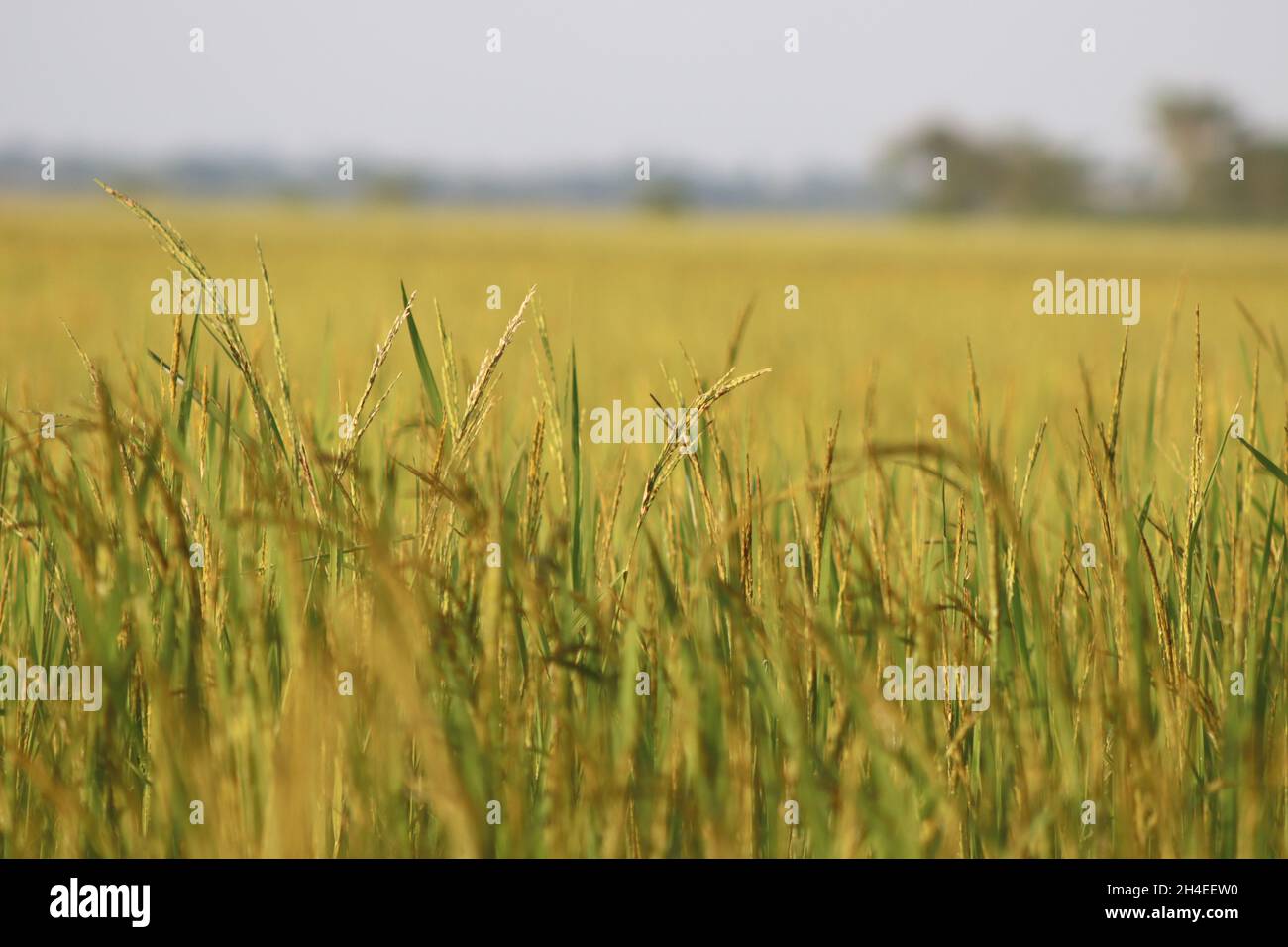 Pady hi-res stock photography and images - Alamy