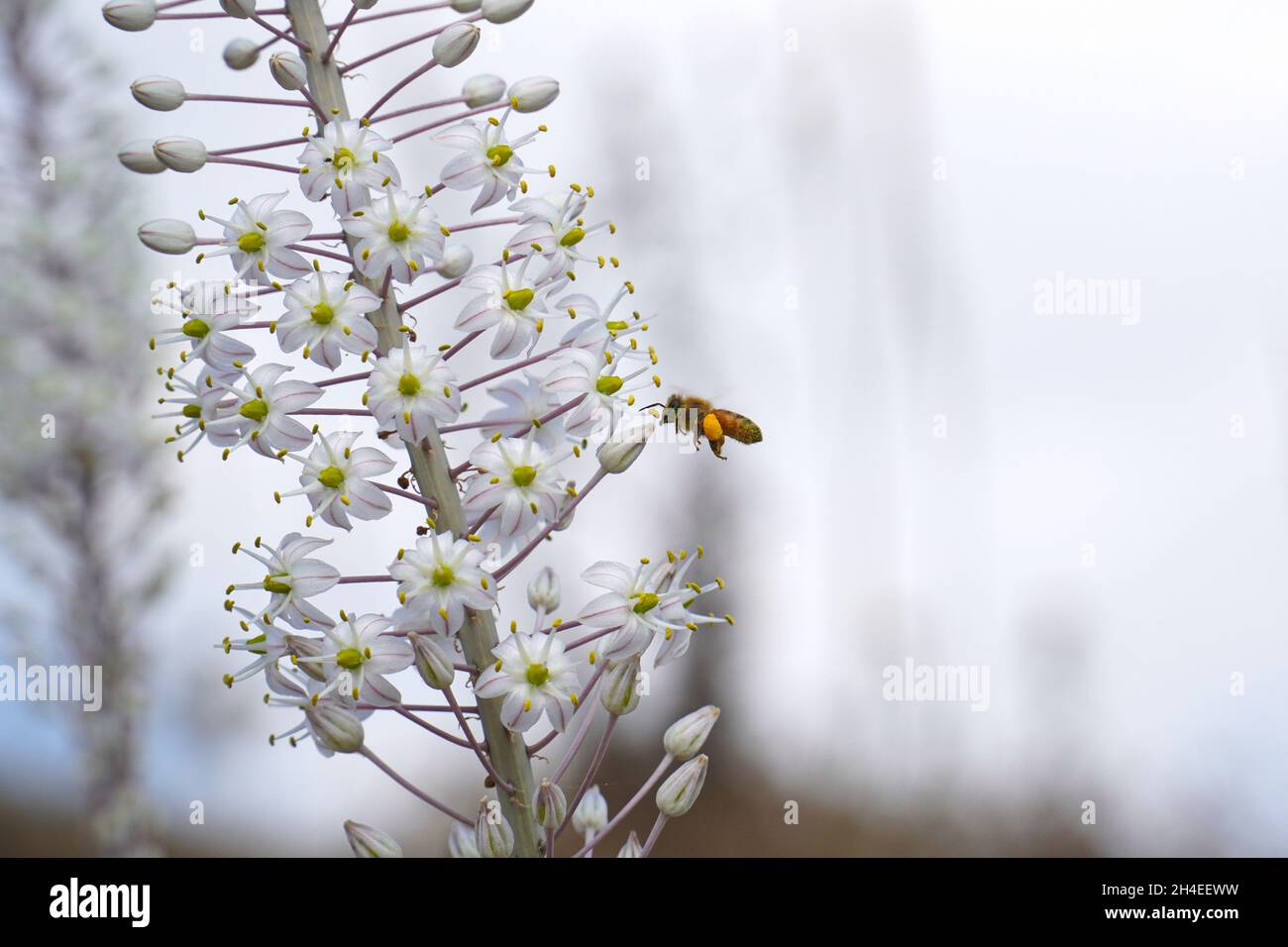 Closeup of a bee flying near the squill flowers in Autumn with the ...