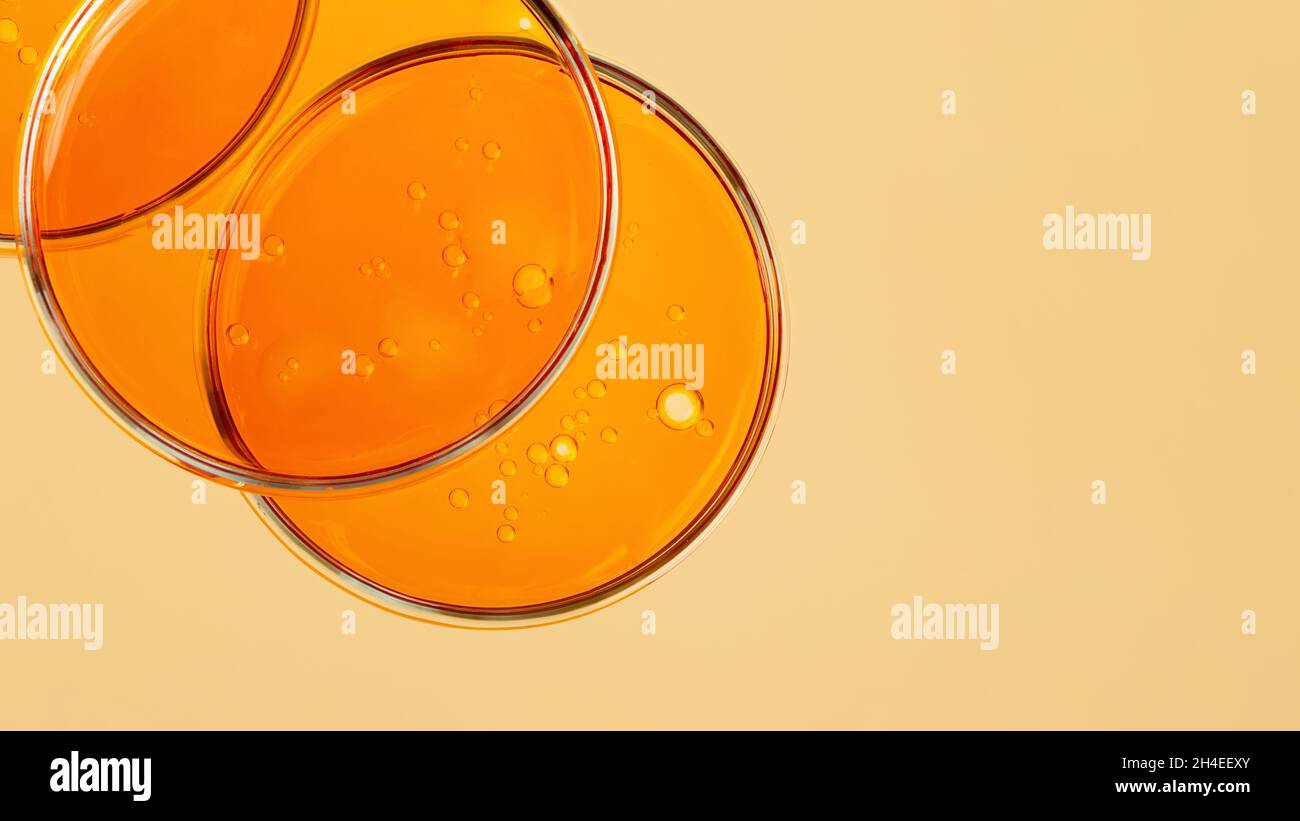 Top view of petri dishes with cosmetic oil inside.Yellow background ...
