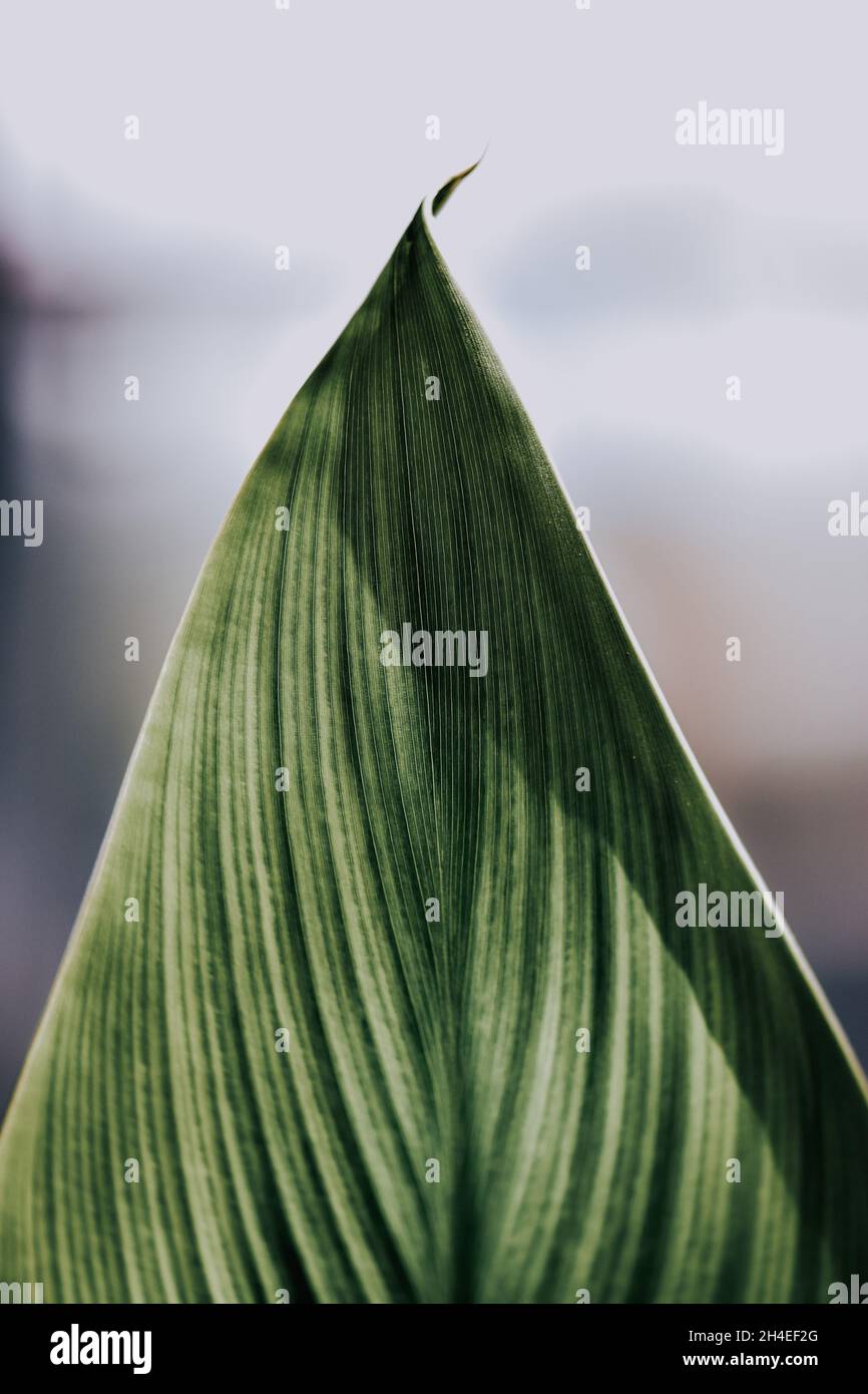 Aspidistra leaf hi-res stock photography and images - Alamy