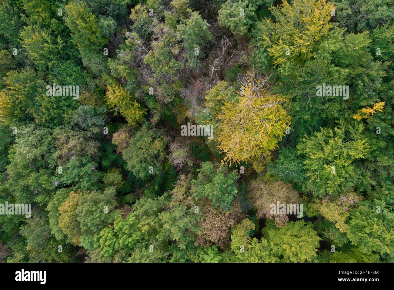 Top aerial view of the temperate forest in Ariege, end of summer colors ...