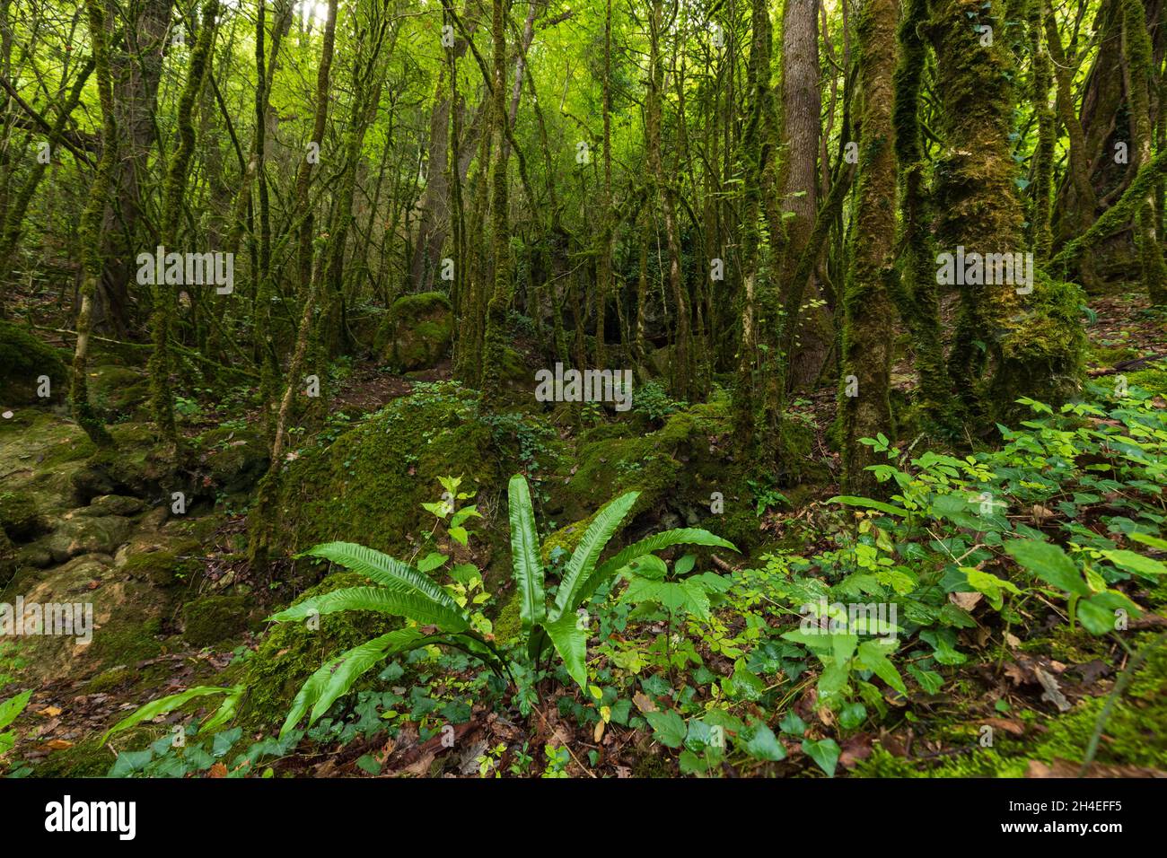 Mossy dense temperate forest of Roquefort les Cascades, Ariège, France ...