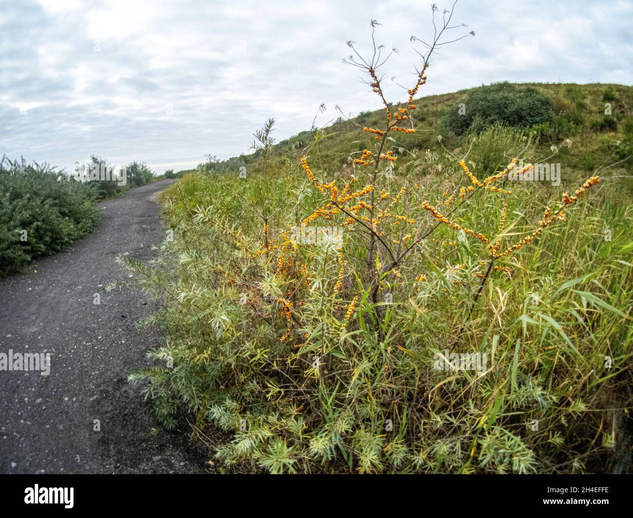 Small pathway on the hill covered in greenery Stock Photo - Alamy