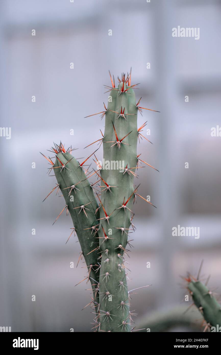 Selective of a cactus plant in the botanical garden in Iasi, Romania ...
