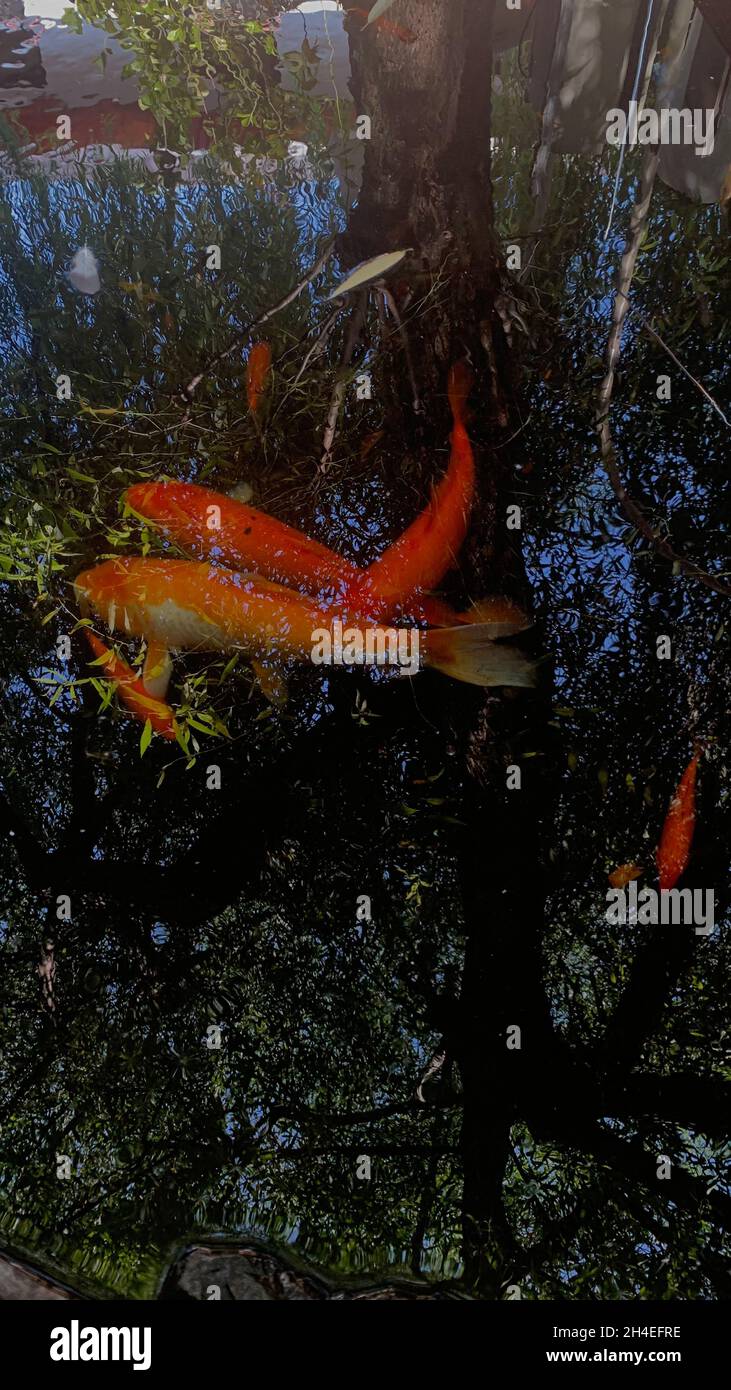 Pond with koi fish and the reflection of the trees Stock Photo - Alamy