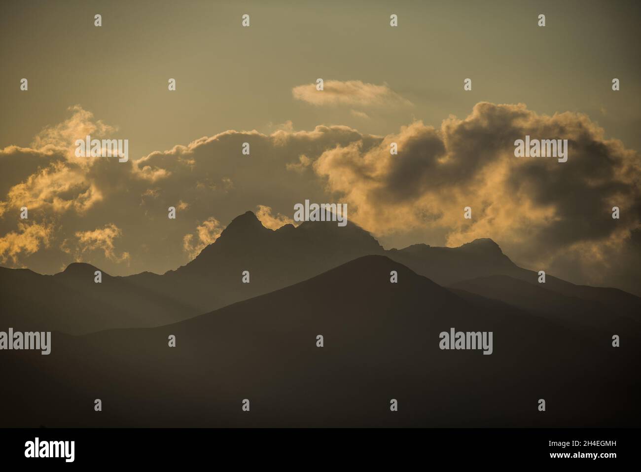 Piante alpino hi-res stock photography and images - Alamy