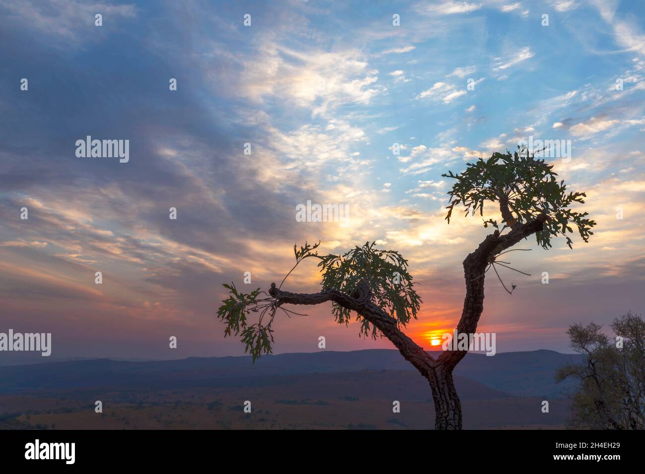Sunrise cabbage field hi-res stock photography and images - Alamy