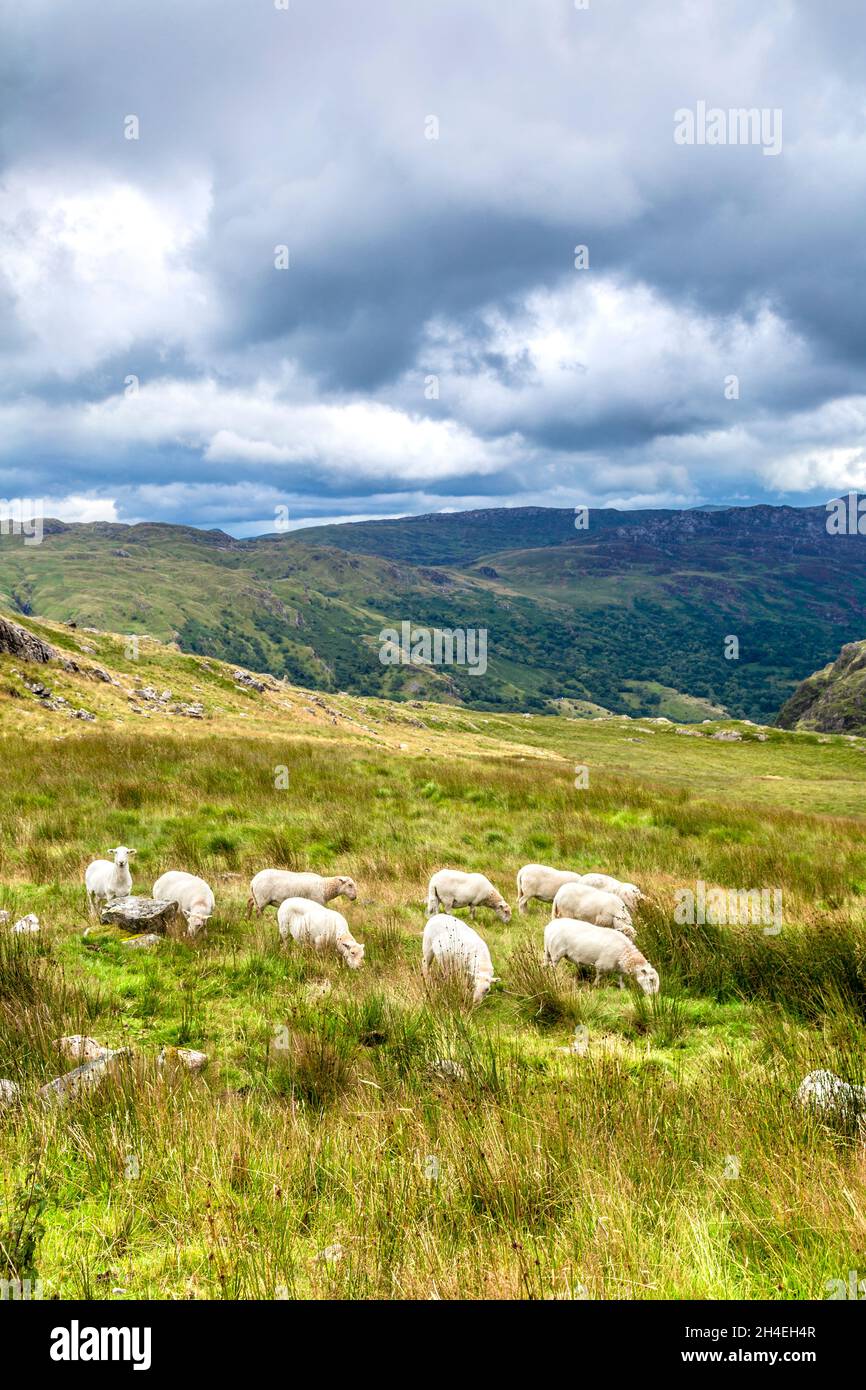 Sheep grazing along the Miners' Track up to Mount Snowdon, Snowdonia ...