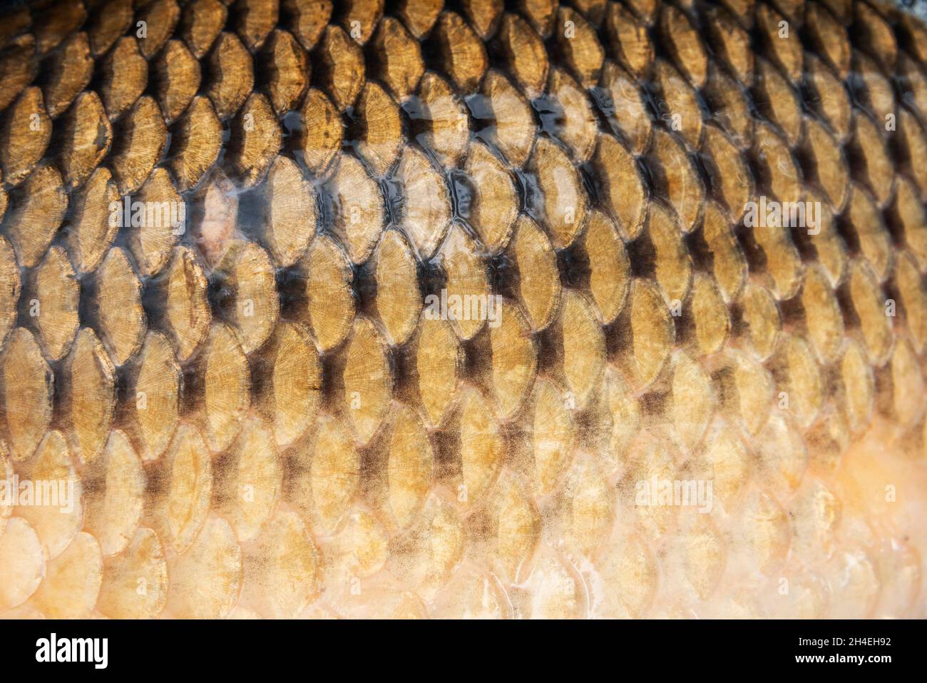 Big wild carp fish pattern textured skin scales macro view. Photo ...