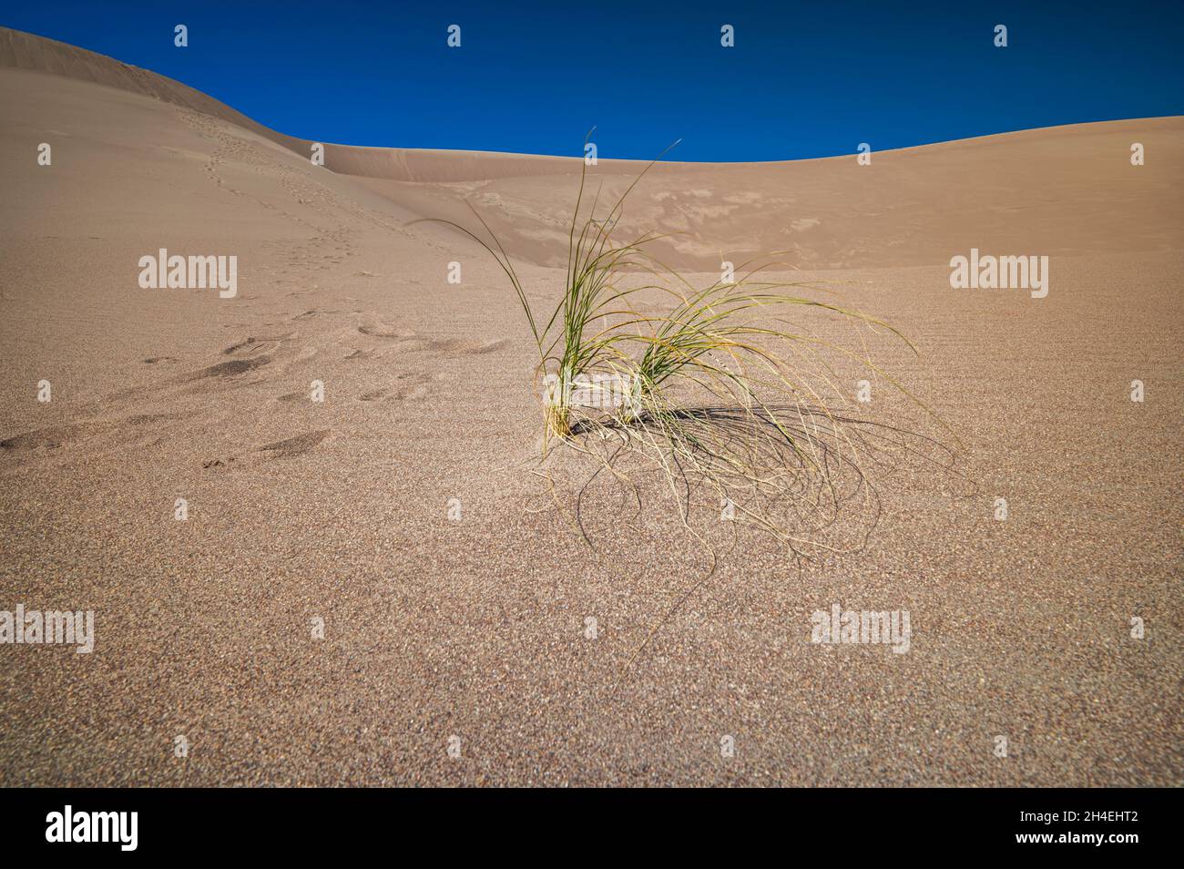 Blowout grass hi-res stock photography and images - Alamy