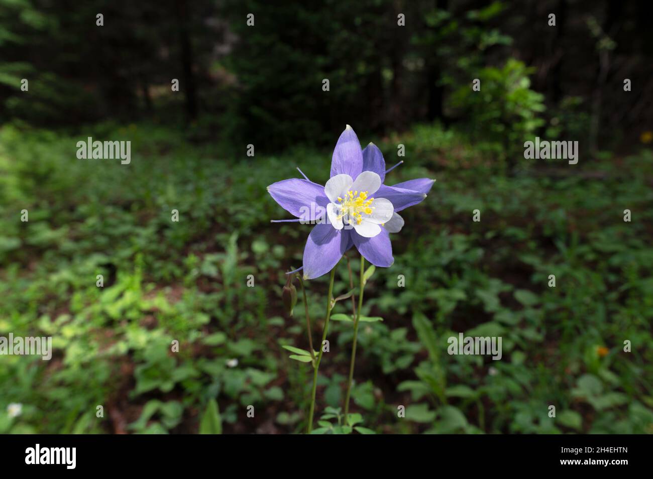 Colorado Blue Columbine Flower in Rocky Mountain National Park Stock ...