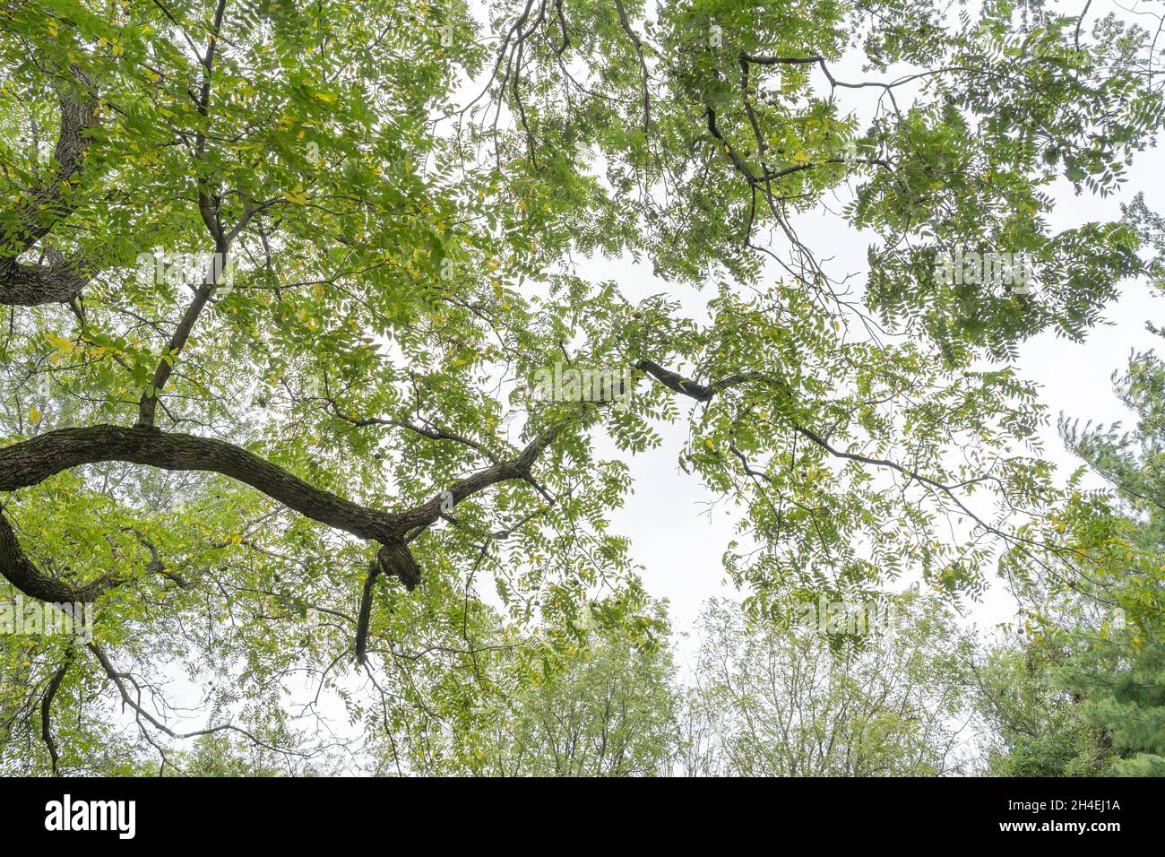 Upward view of large hickory tree branch with sky Stock Photo - Alamy