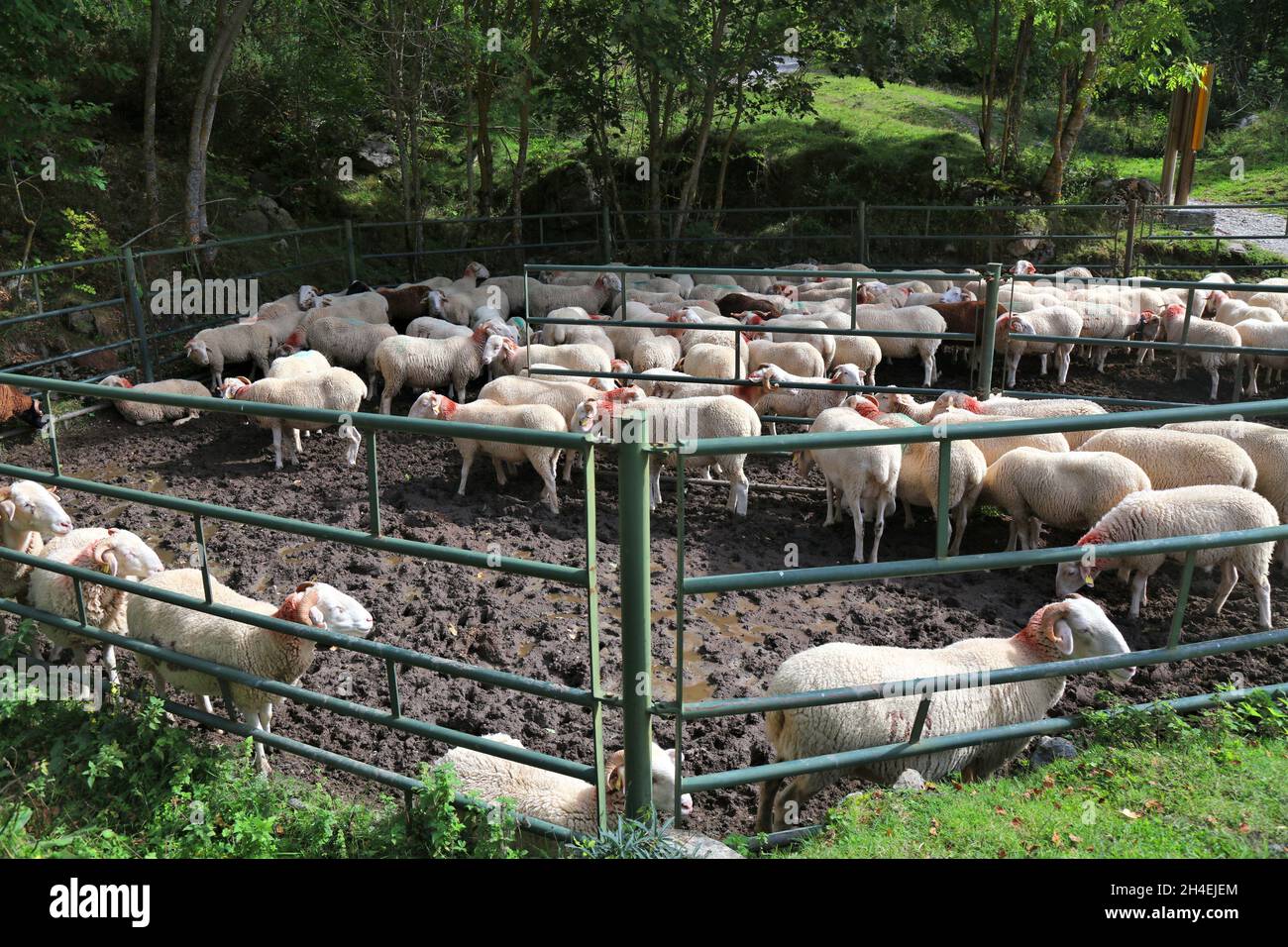 Sheep pen in Pyrenees mountains, France. Livestock and agriculture of ...