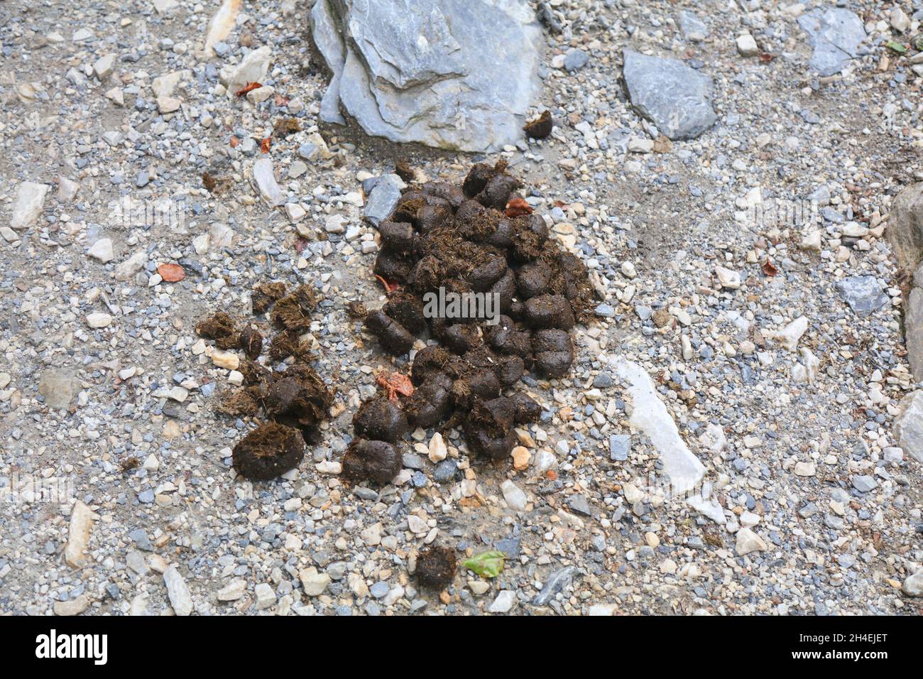 Donkey or mule droppings - animal feces on gravel road. French ...