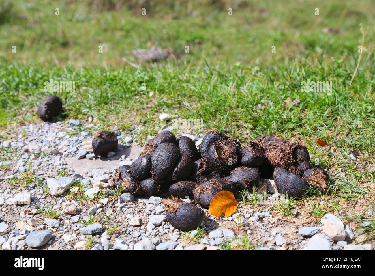 Donkey or mule droppings - animal feces in the grass. French ...