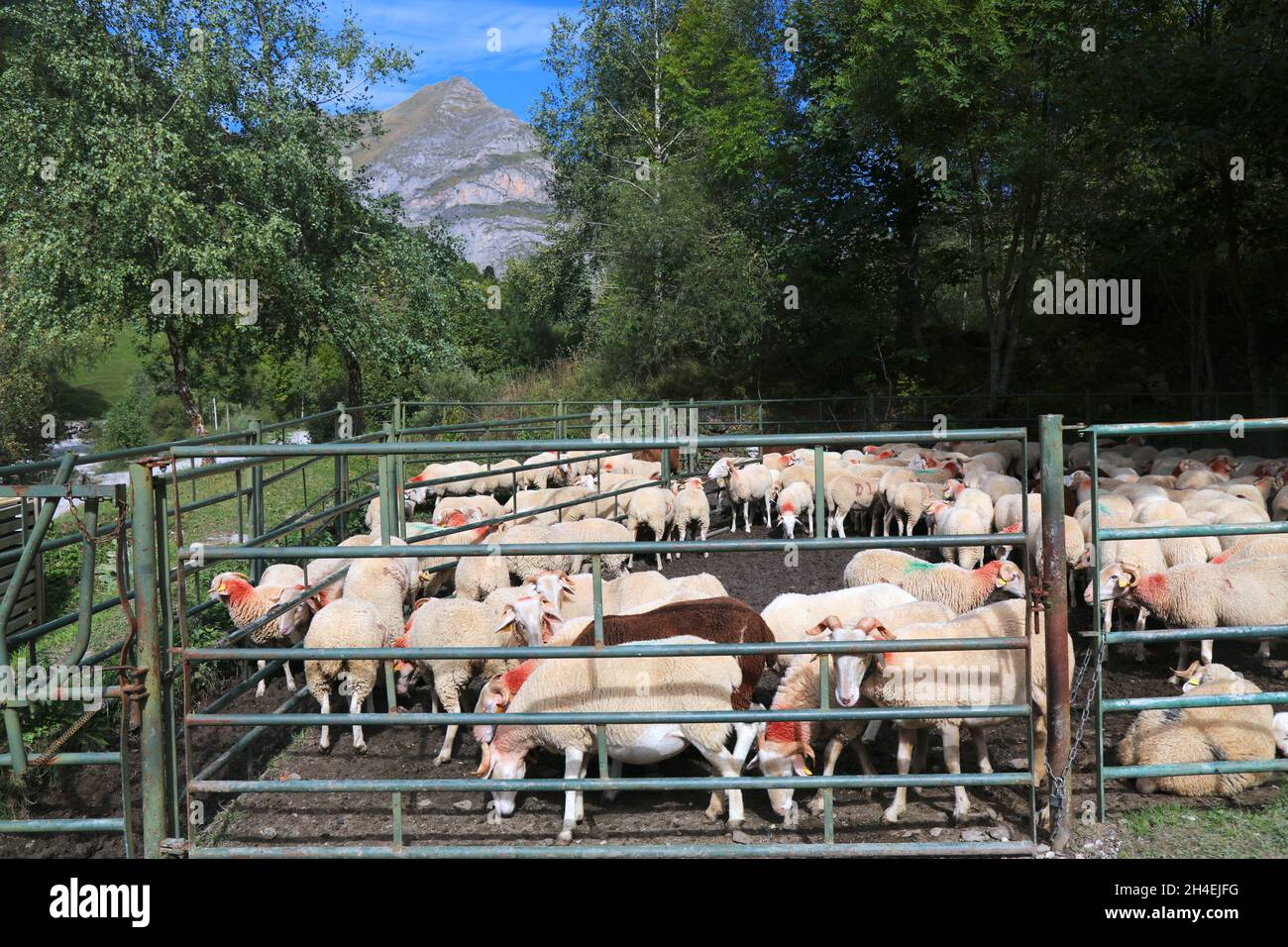 Assaf Sheep High Resolution Stock Photography and Images - Alamy