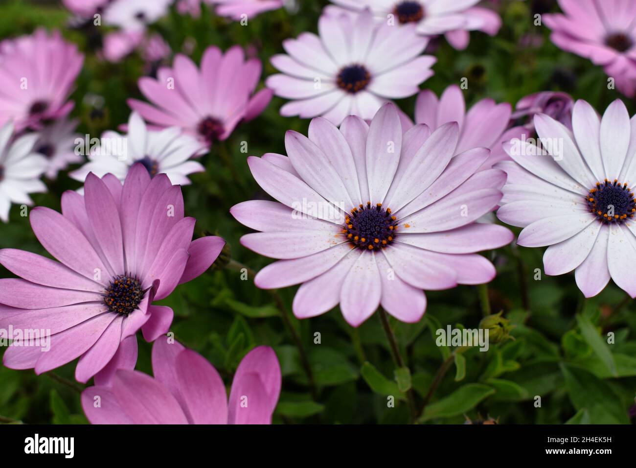 flor margarita africana rosada Stock Photo - Alamy