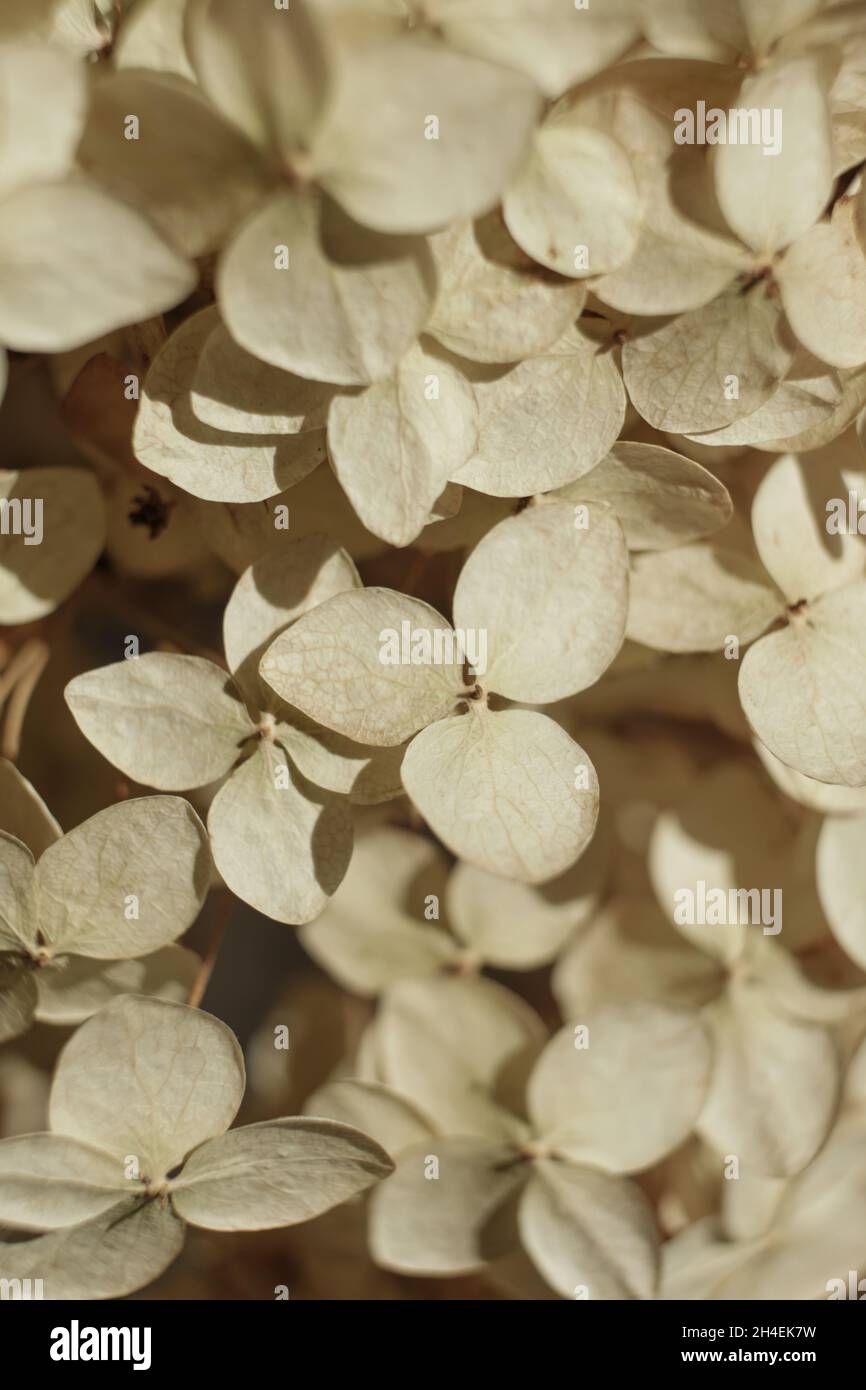 Dry flowers background. Ivory hydrangea petals close-up. Stylish Floral ...