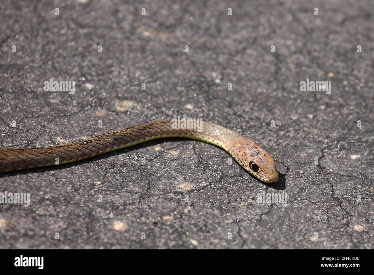 Olive Peitschenschlange / Olive grass snake or Olive whipe snake ...