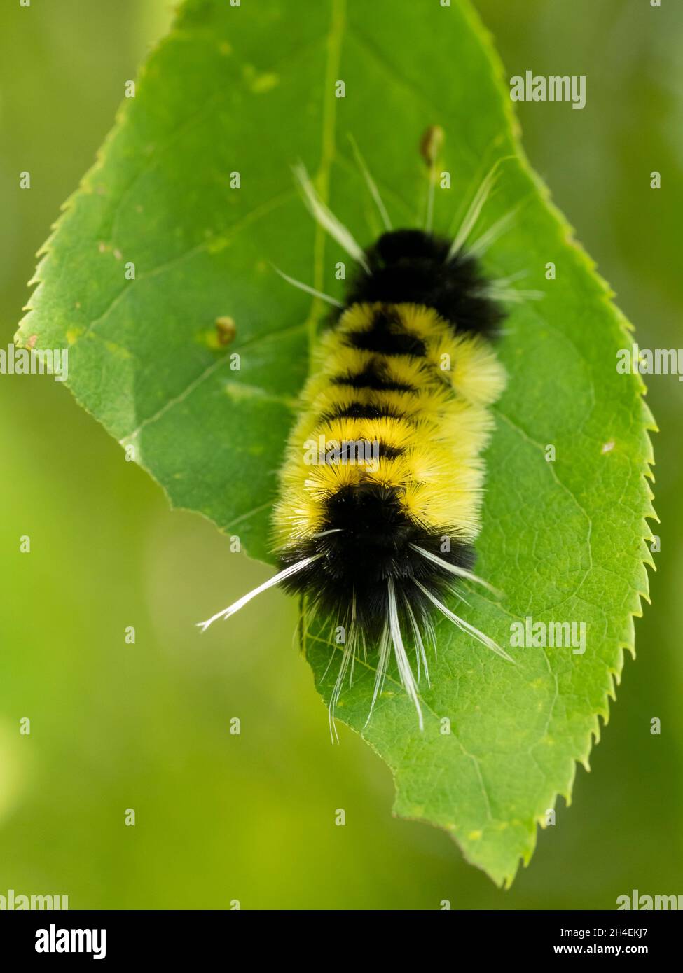 A spotted tussock moth (Lophocampa maculata) caterpillar on a leaf in ...