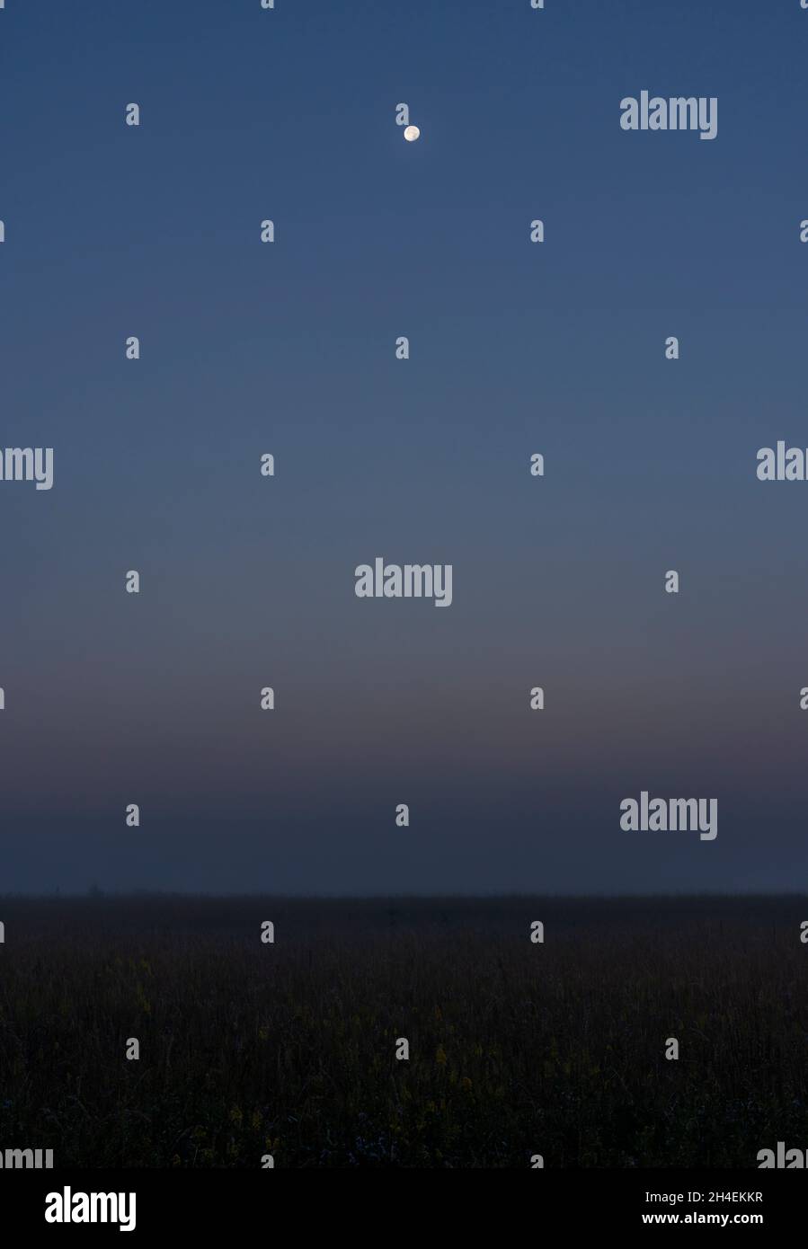 The moon at dawn over a field of prairie grass at William O'Brien State ...