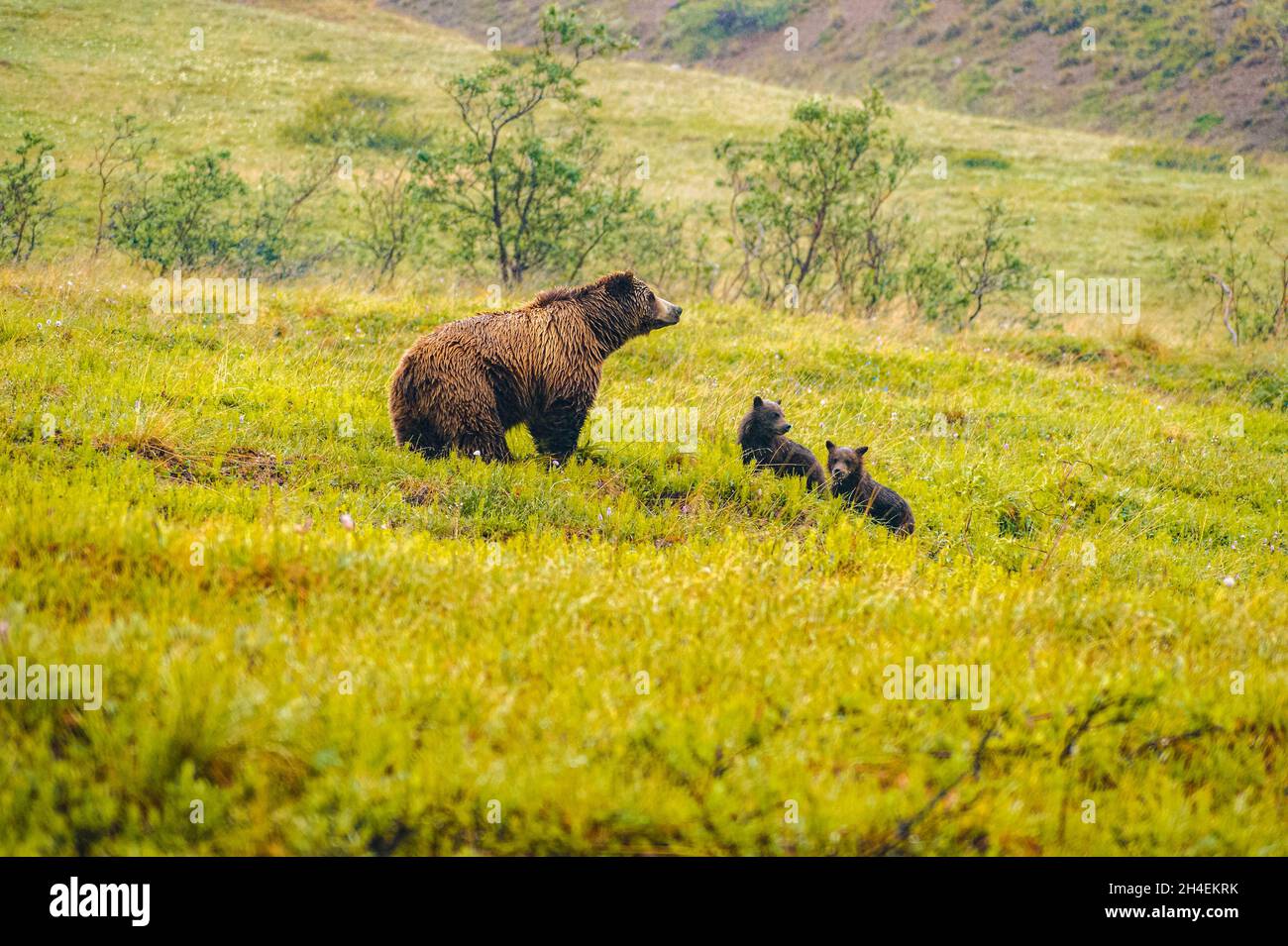 Denali grizzly bear cubs hi-res stock photography and images - Alamy