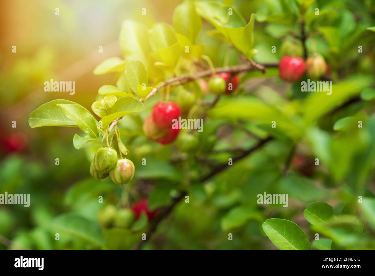 Fresh organic Acerola cherry. Thai or Acerola cherries fruit on the ...