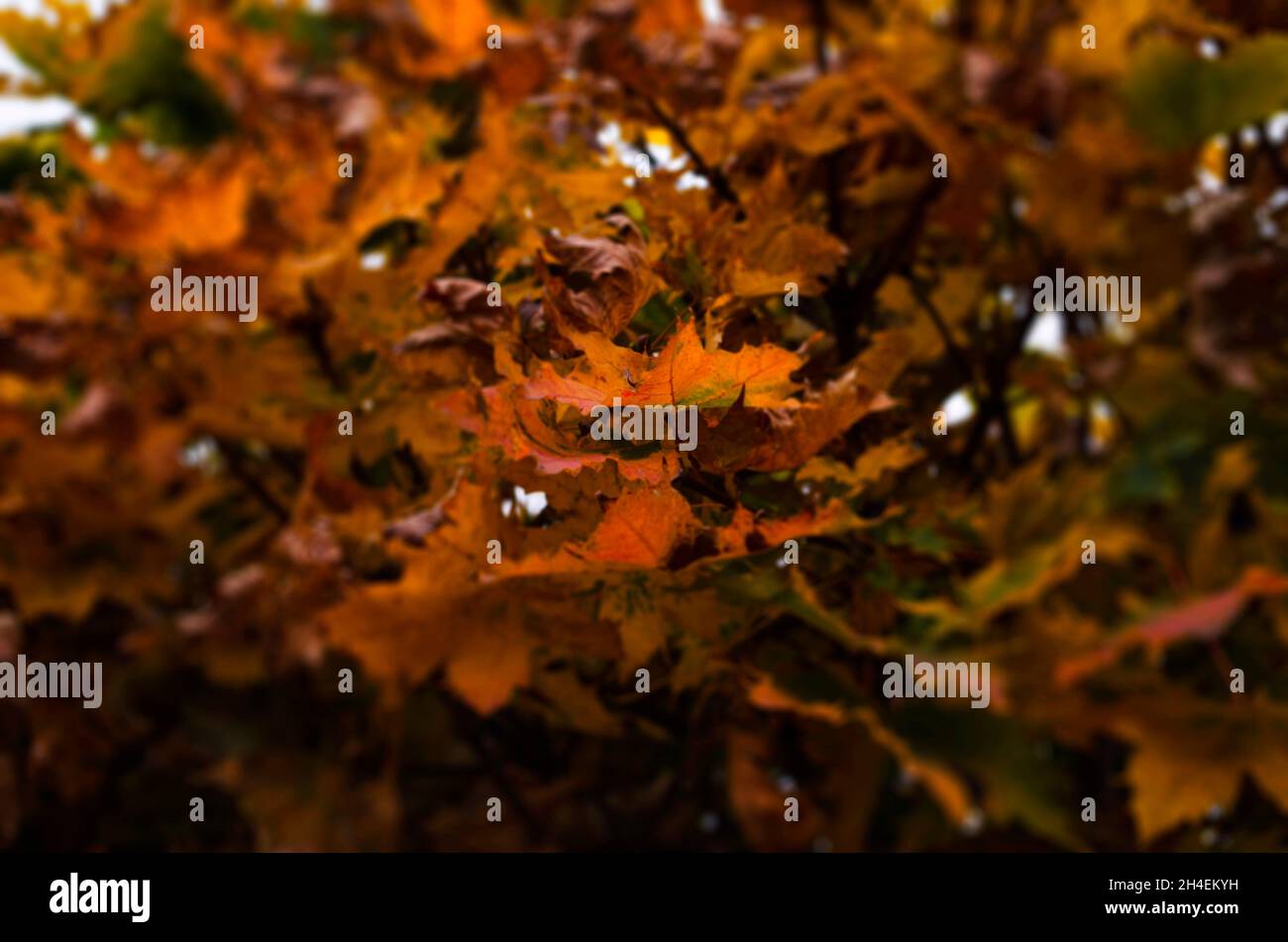 Autumn background. Maple leaves close-up. Nature background with ...