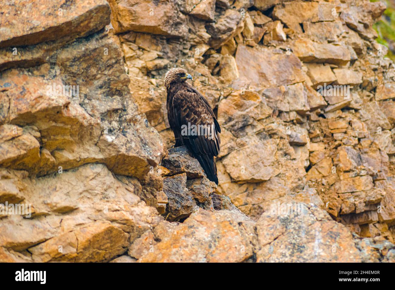 Golden Eagle perched on the rock. Denali National Park, Alaska Stock ...