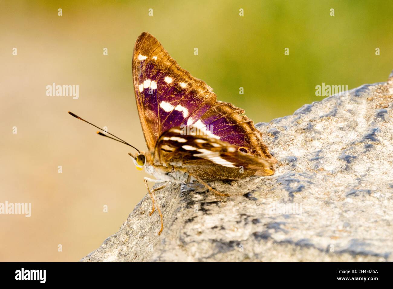 Purple Emperor butterfly Apatura iris male on stone Stock Photo - Alamy
