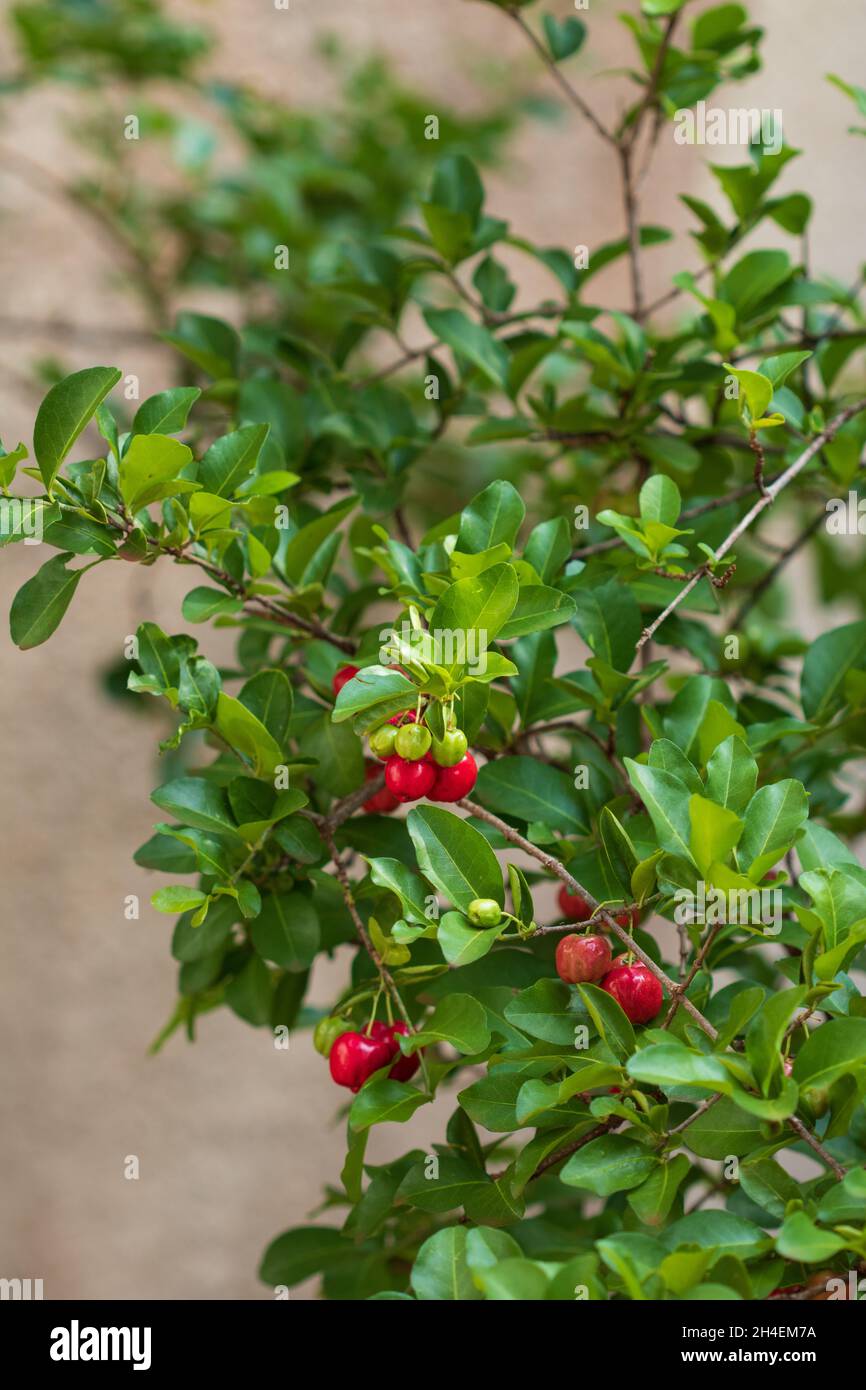 Fresh organic Acerola cherry. Thai or Acerola cherries fruit on the ...