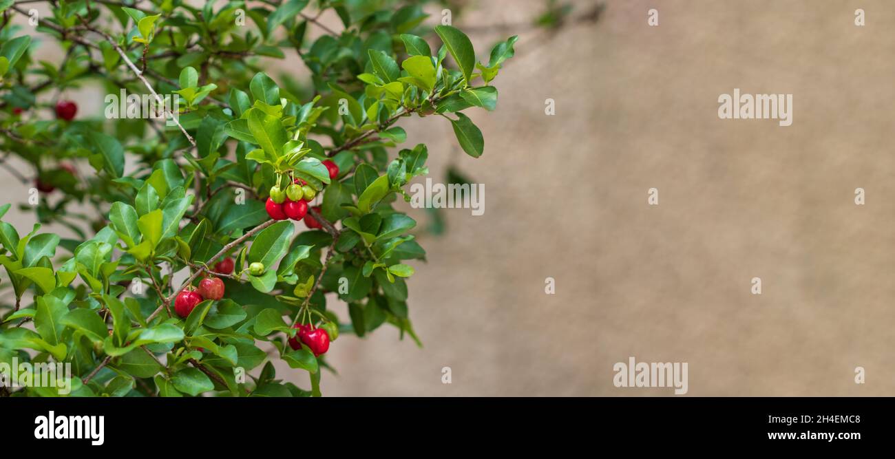 Fresh organic Acerola cherry. Thai or Acerola cherries fruit on the ...