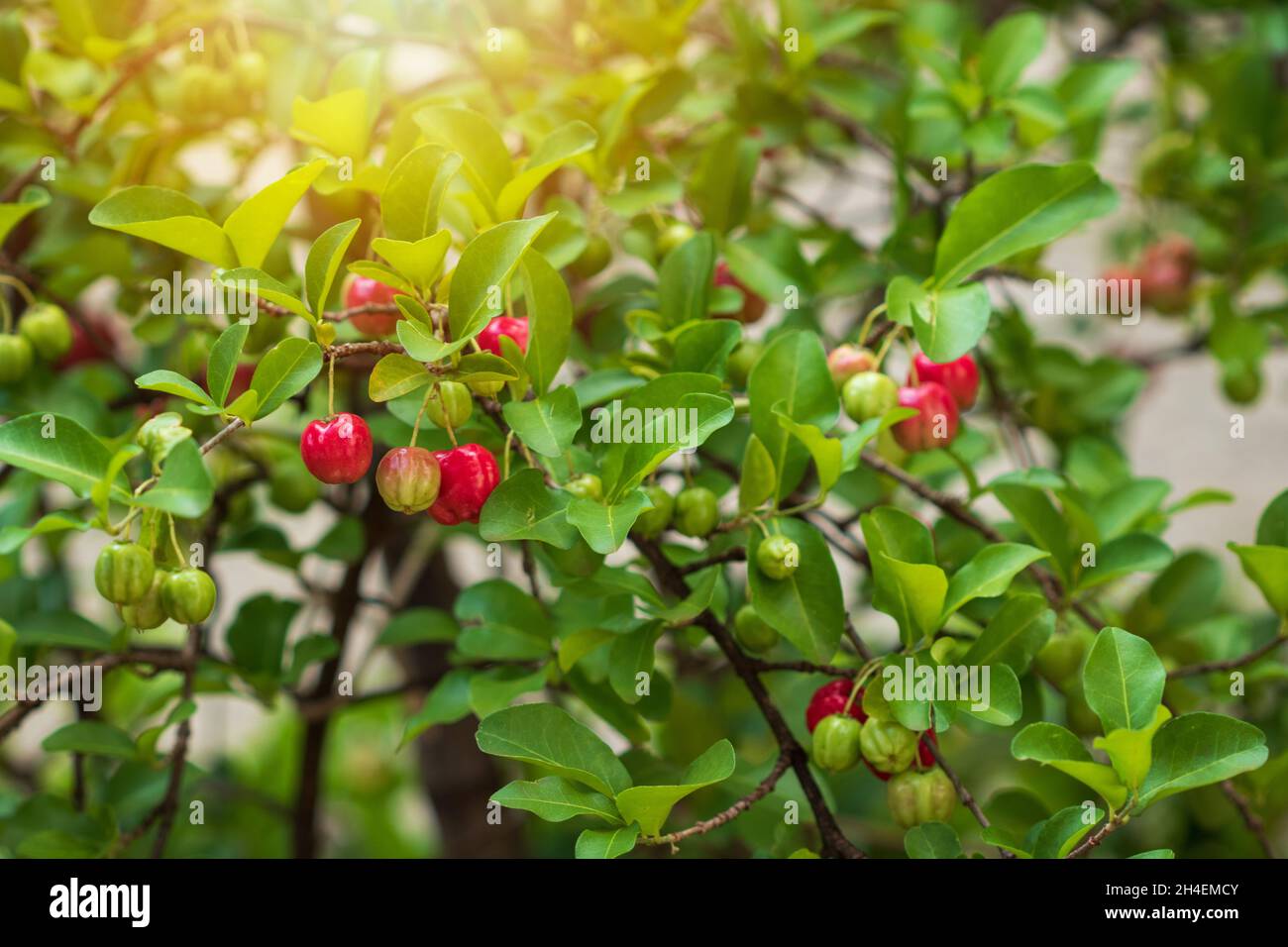 Fresh organic Acerola cherry. Thai or Acerola cherries fruit on the ...