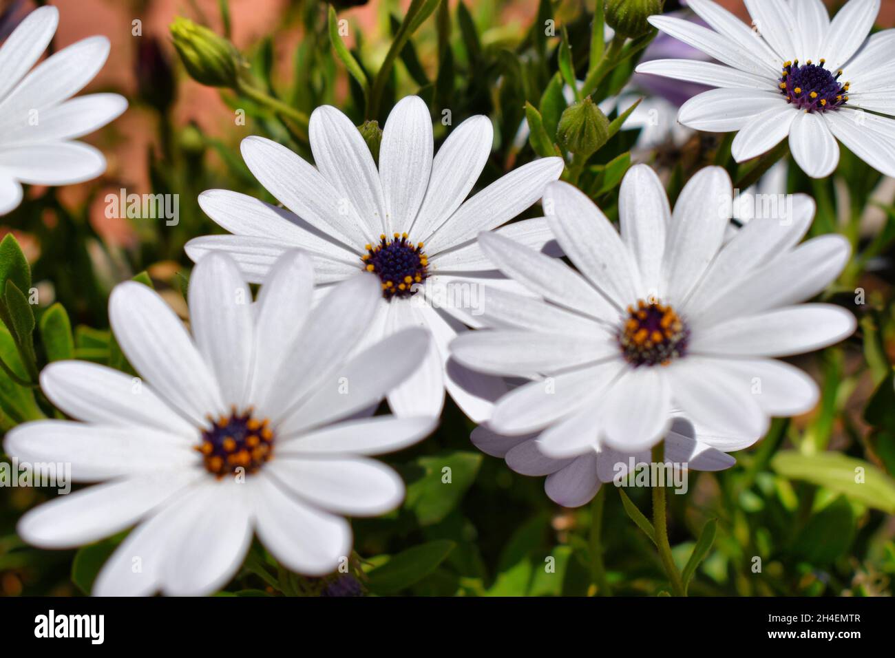White flower (African daisy) taken on a walk in a park at sunset Stock ...