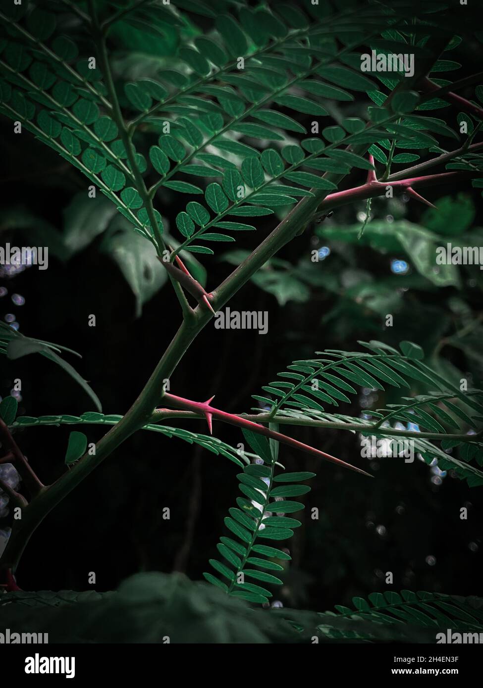 Acacia terminalis hi-res stock photography and images - Alamy