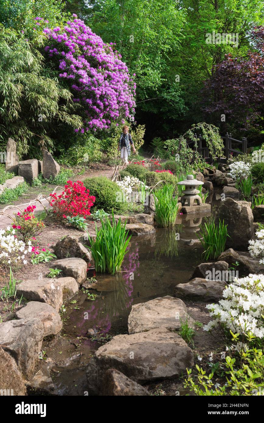 Harrogate Valley Gardens, view in summer of the colourful Japanese ...