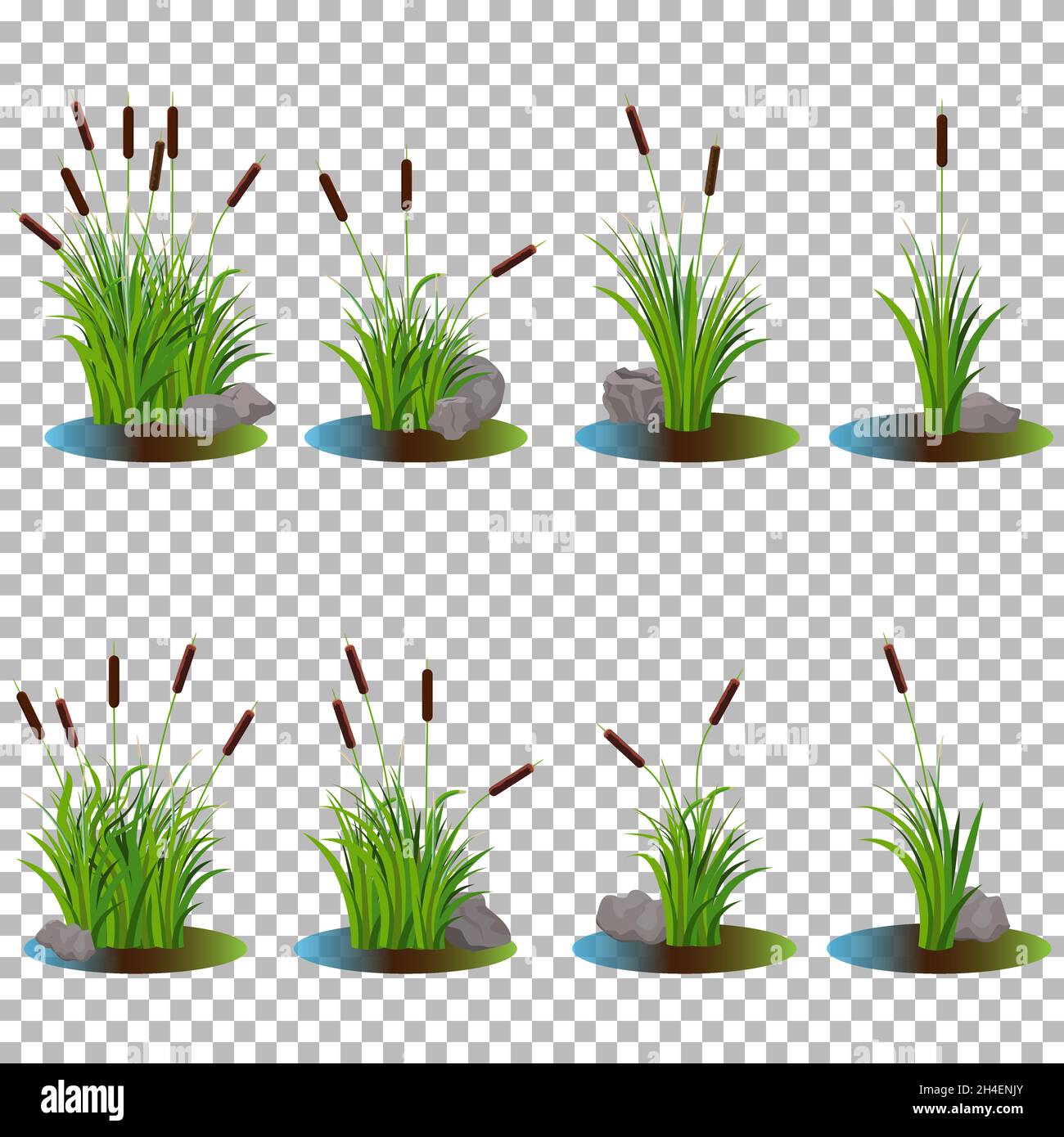 Vector big set of variety cattail stalk bushes in swamp water with ...